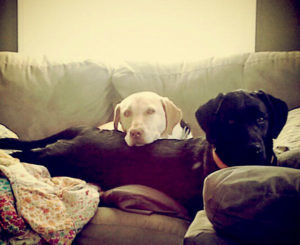 Meet the 'Maine Cabin Masters' Cast Ashley Morrill (Chase Morrill's ...